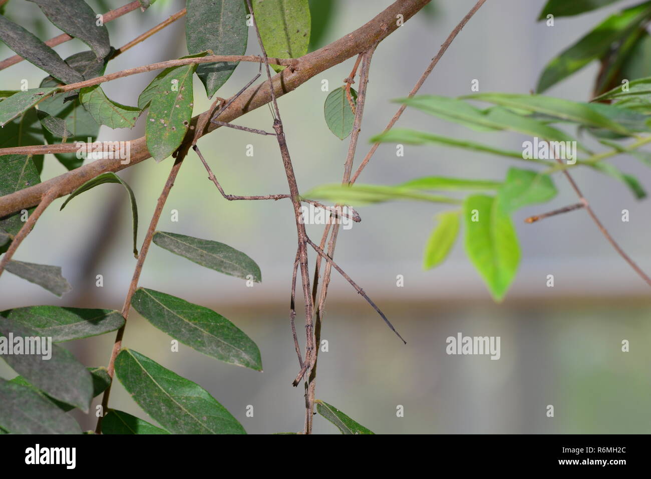 Walking stick insect camouflage mimic hi-res stock photography and ...