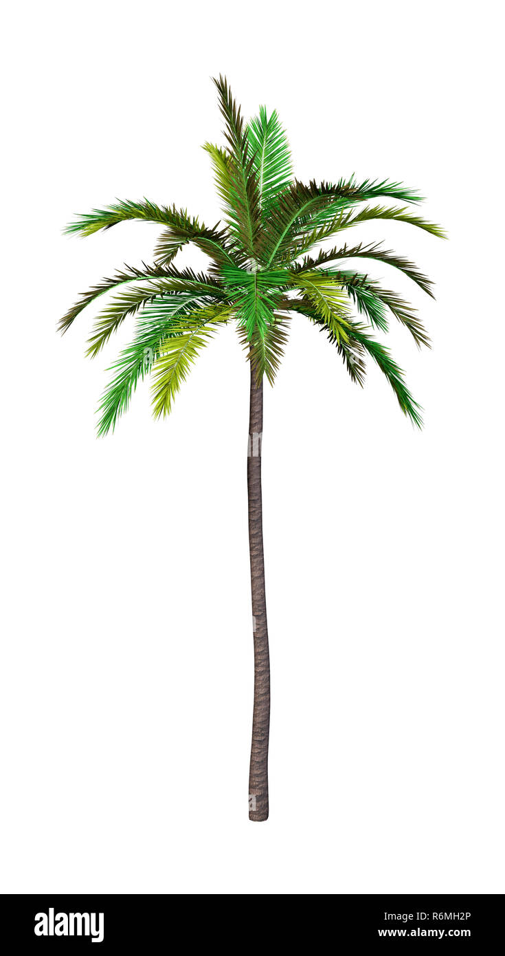 3D Rendering Coconut Tree on White Stock Photo - Alamy