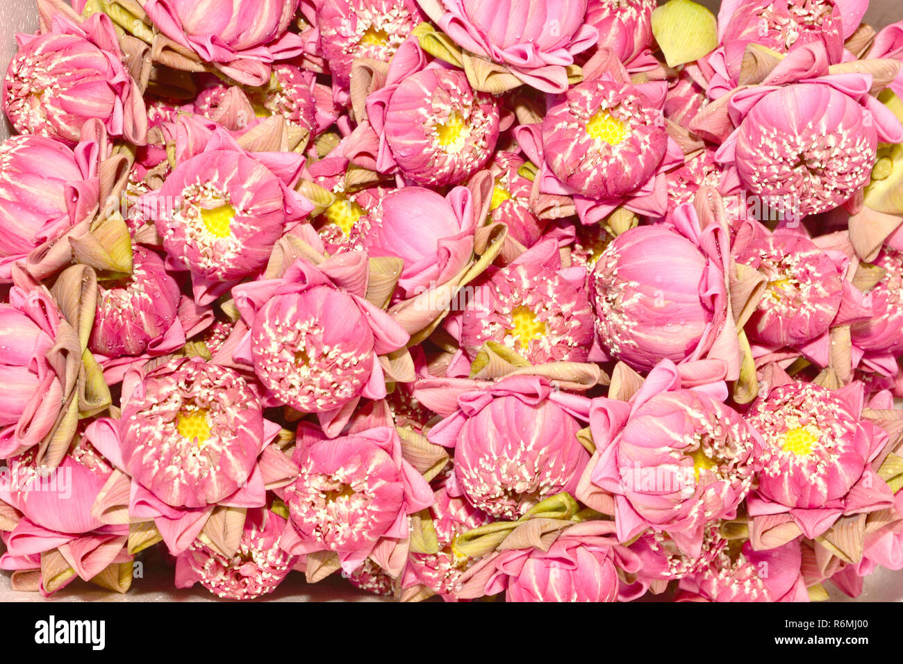 pink lotus flowers folded petal lotus Stock Photo - Alamy