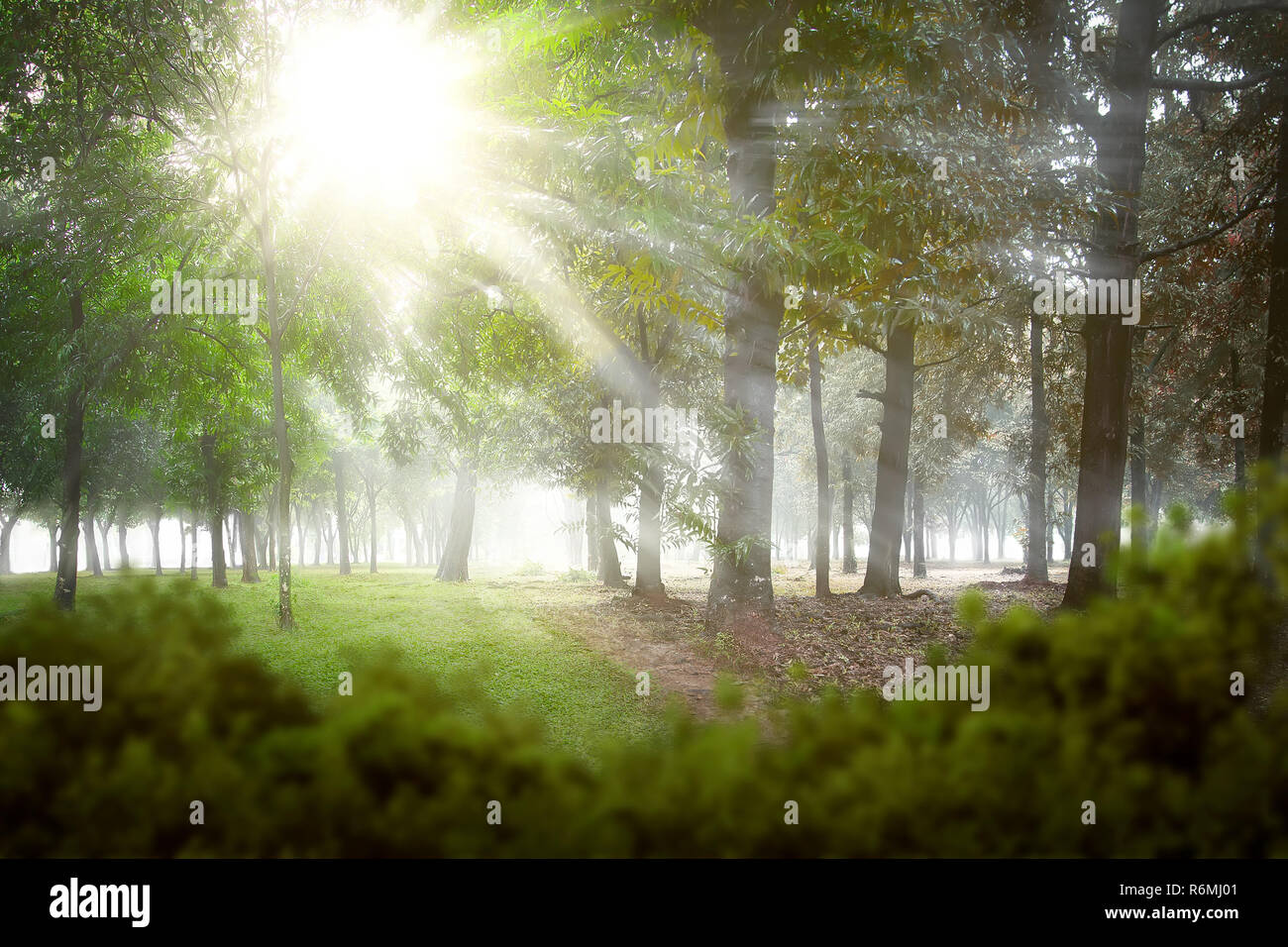 Green forest with sunlight at spring to summer time Stock Photo - Alamy