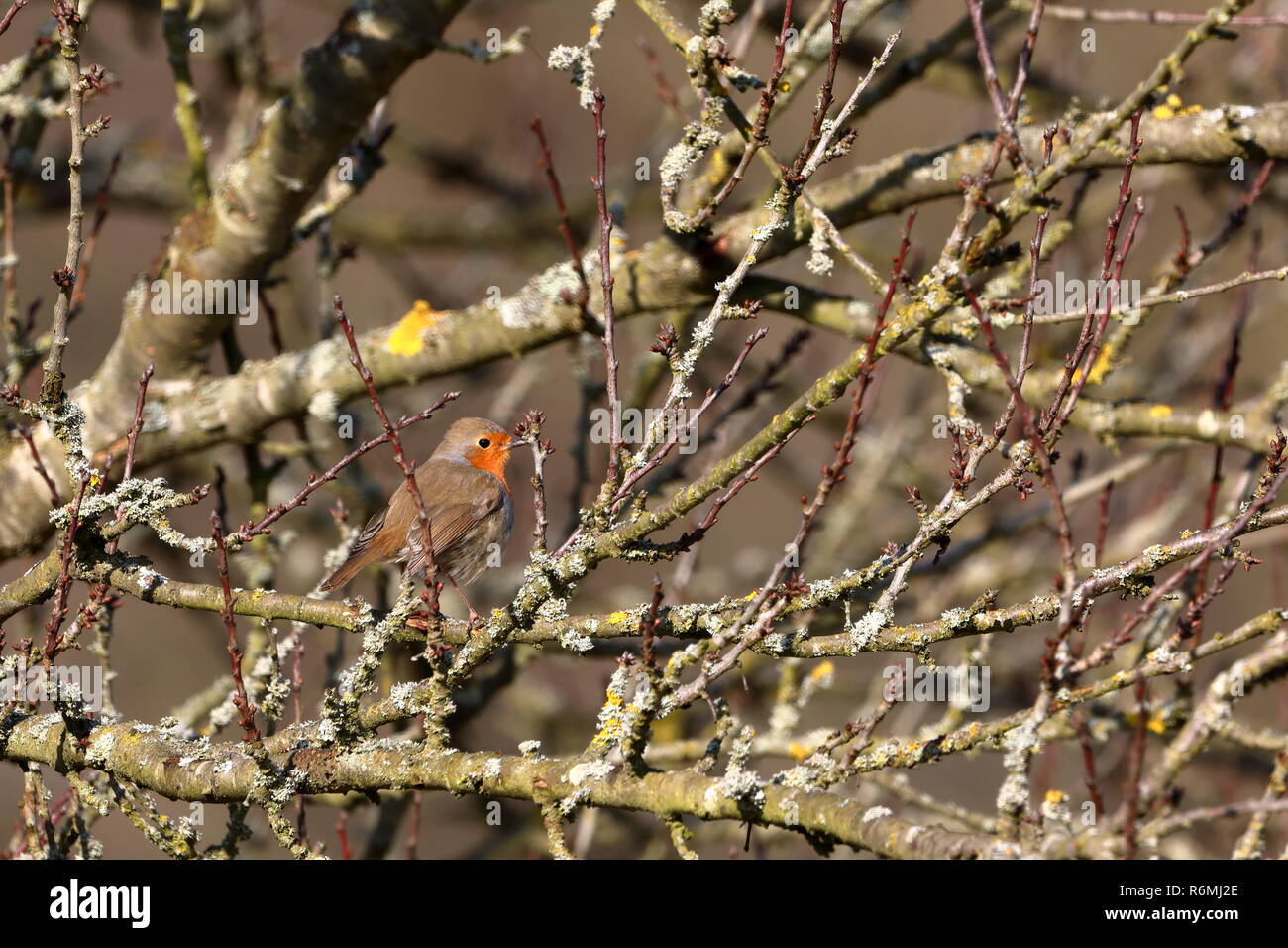 robins in spring Stock Photo - Alamy