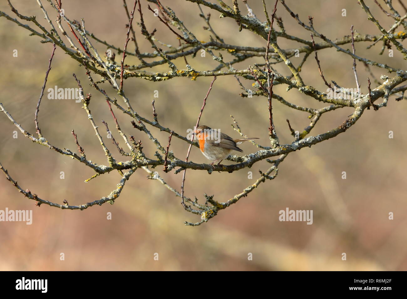 Spring migrant bird hi-res stock photography and images - Alamy