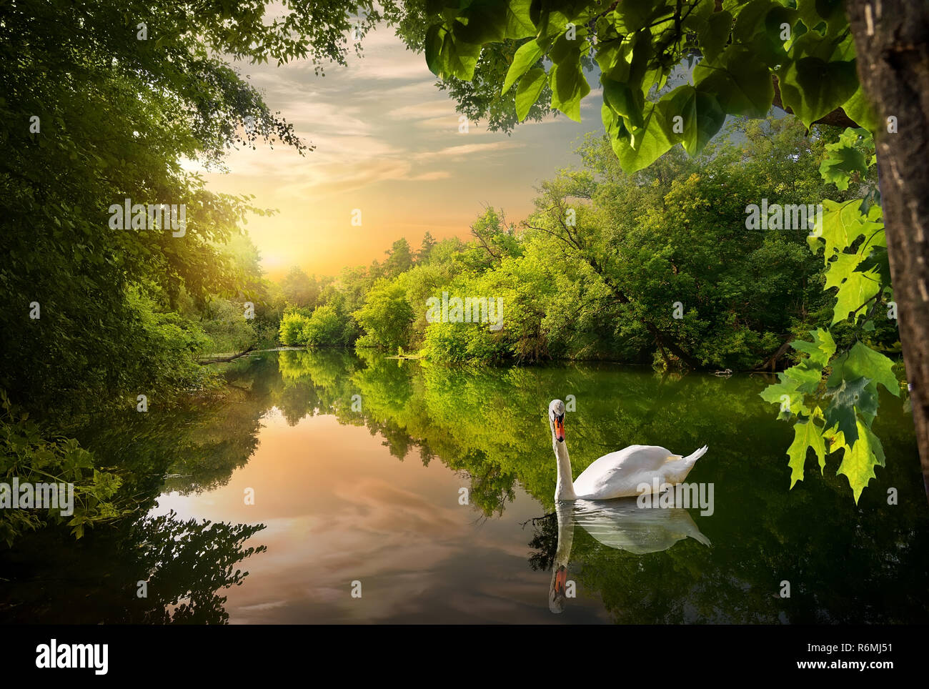 White swan on a pond Stock Photo - Alamy