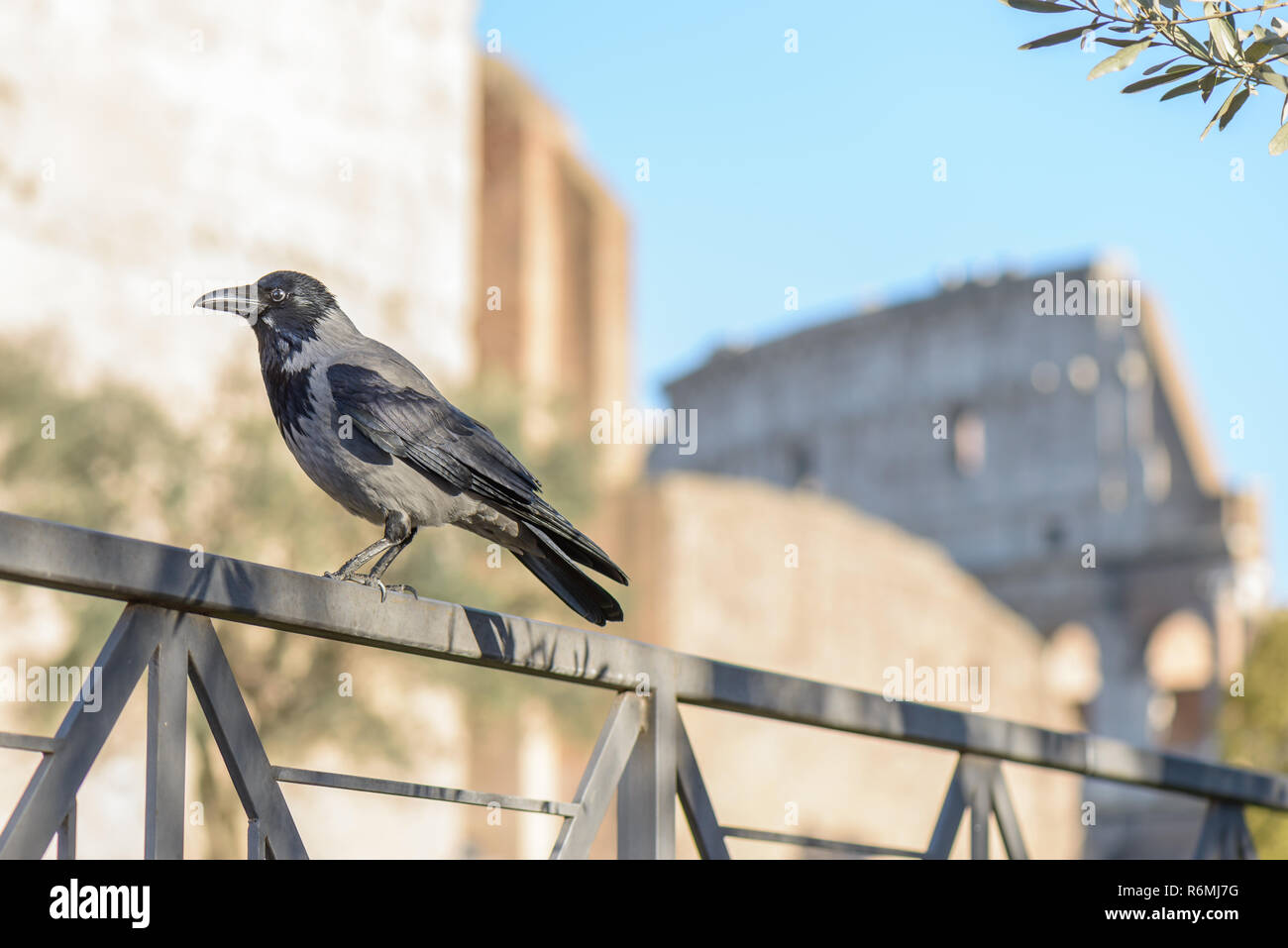 Crow in Rome Stock Photo - Alamy