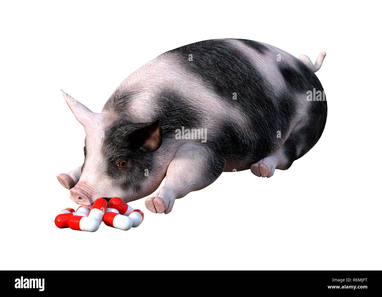 African pig plague hi-res stock photography and images - Alamy