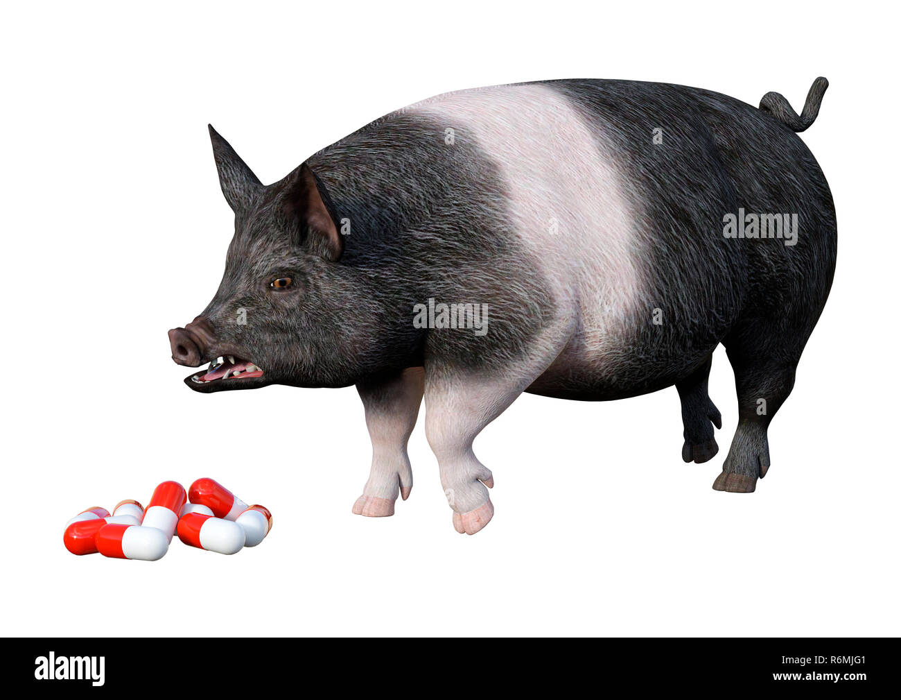 3D Rendering Pig and Pills on White Stock Photo - Alamy