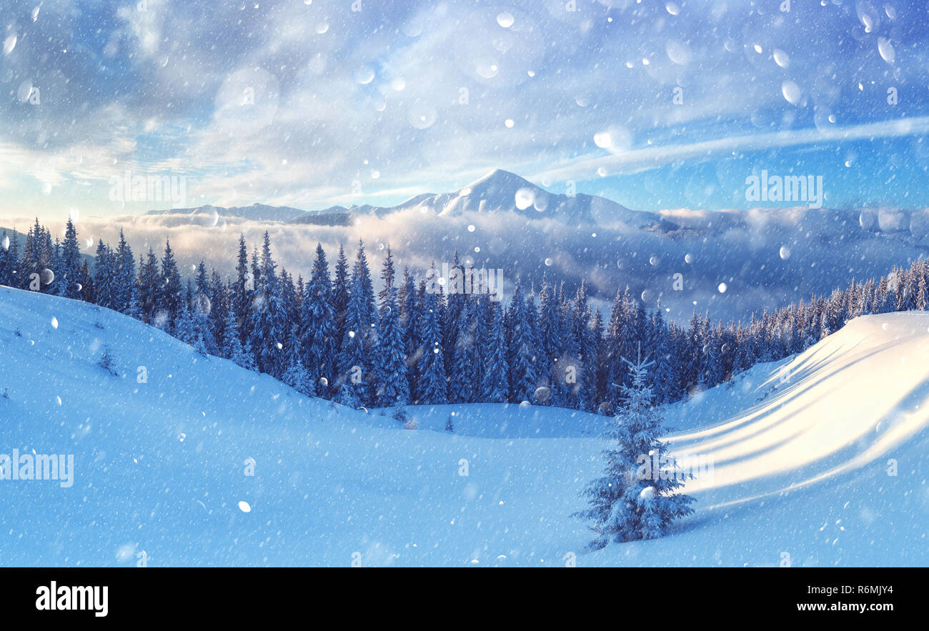 Fantastic winter landscape with snowy trees in high mountains. DOF bokeh light postprocessing ...