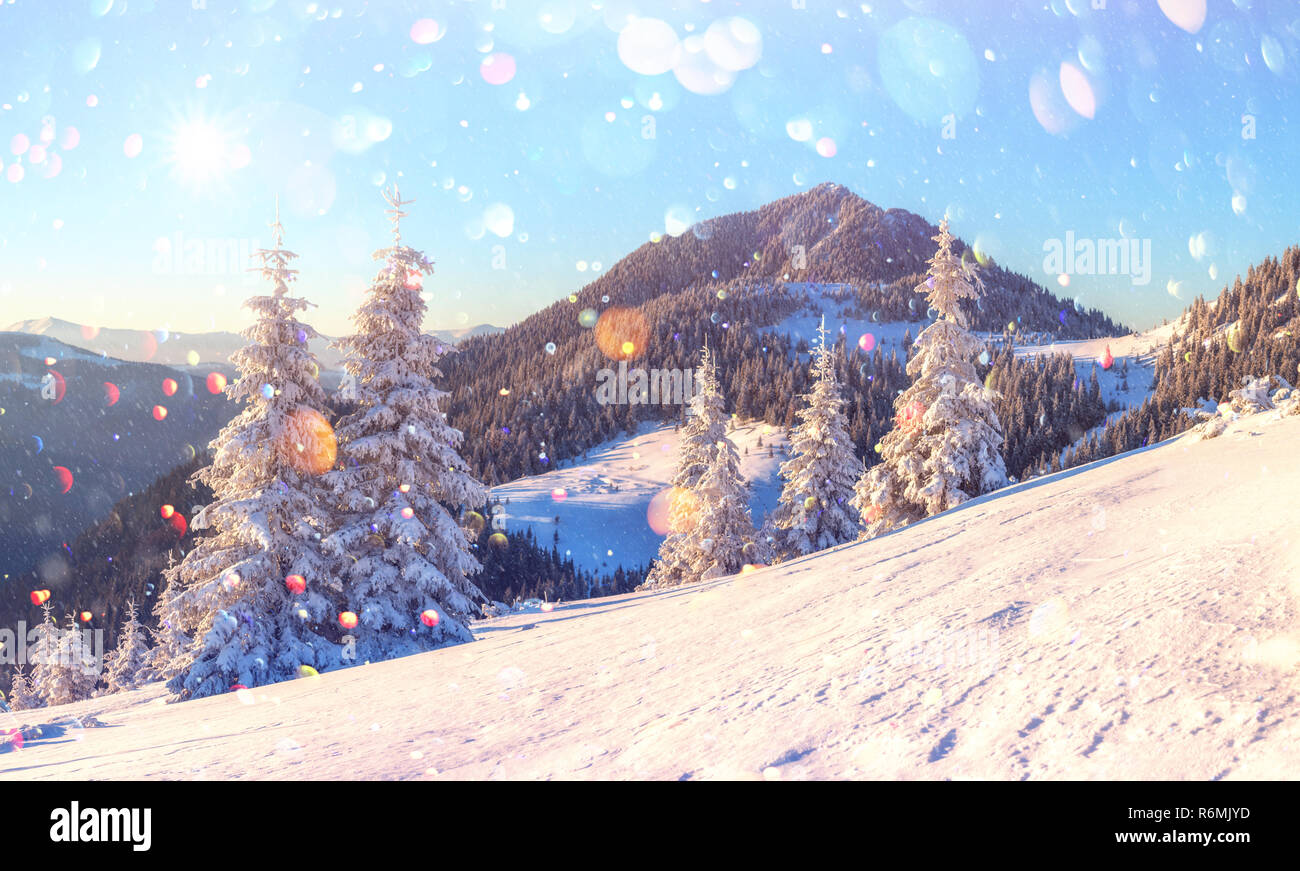 Fantastic winter landscape with snowy trees in high mountains. DOF bokeh light postprocessing ...