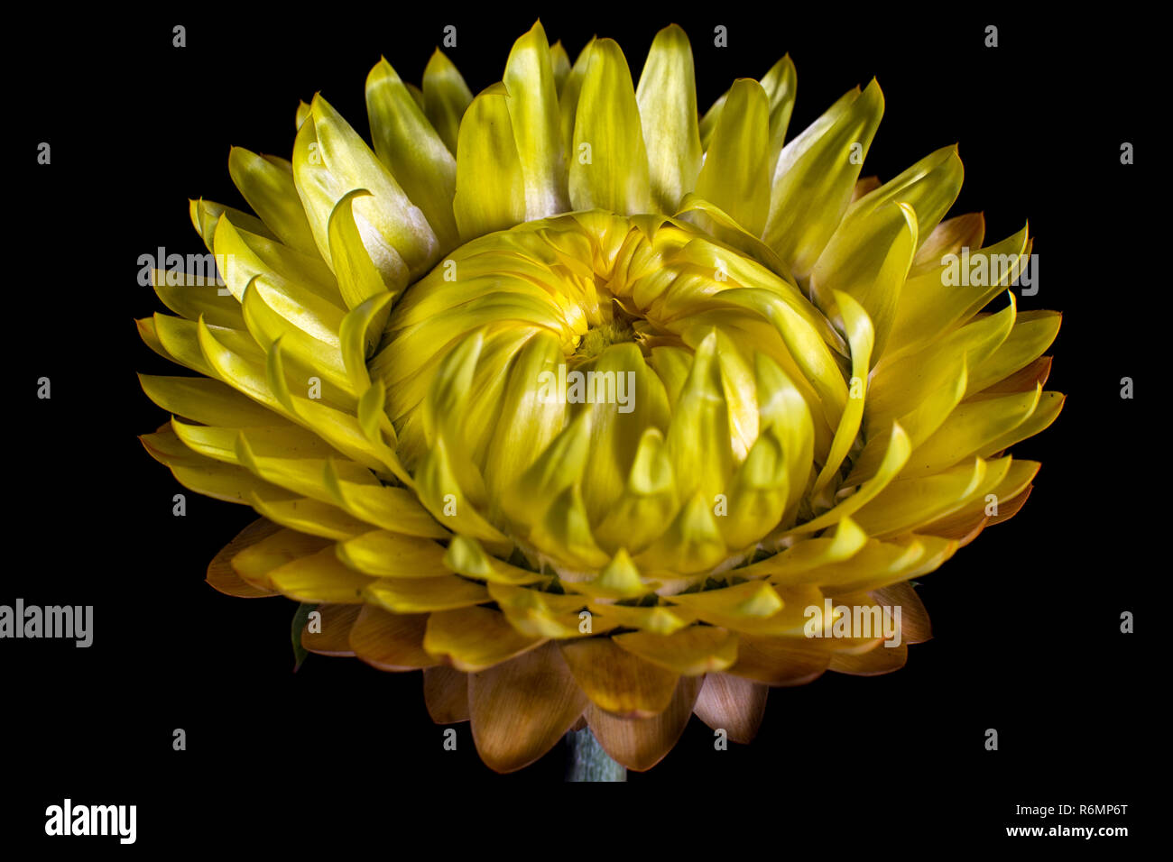 yellow aster flower macro details Stock Photo - Alamy