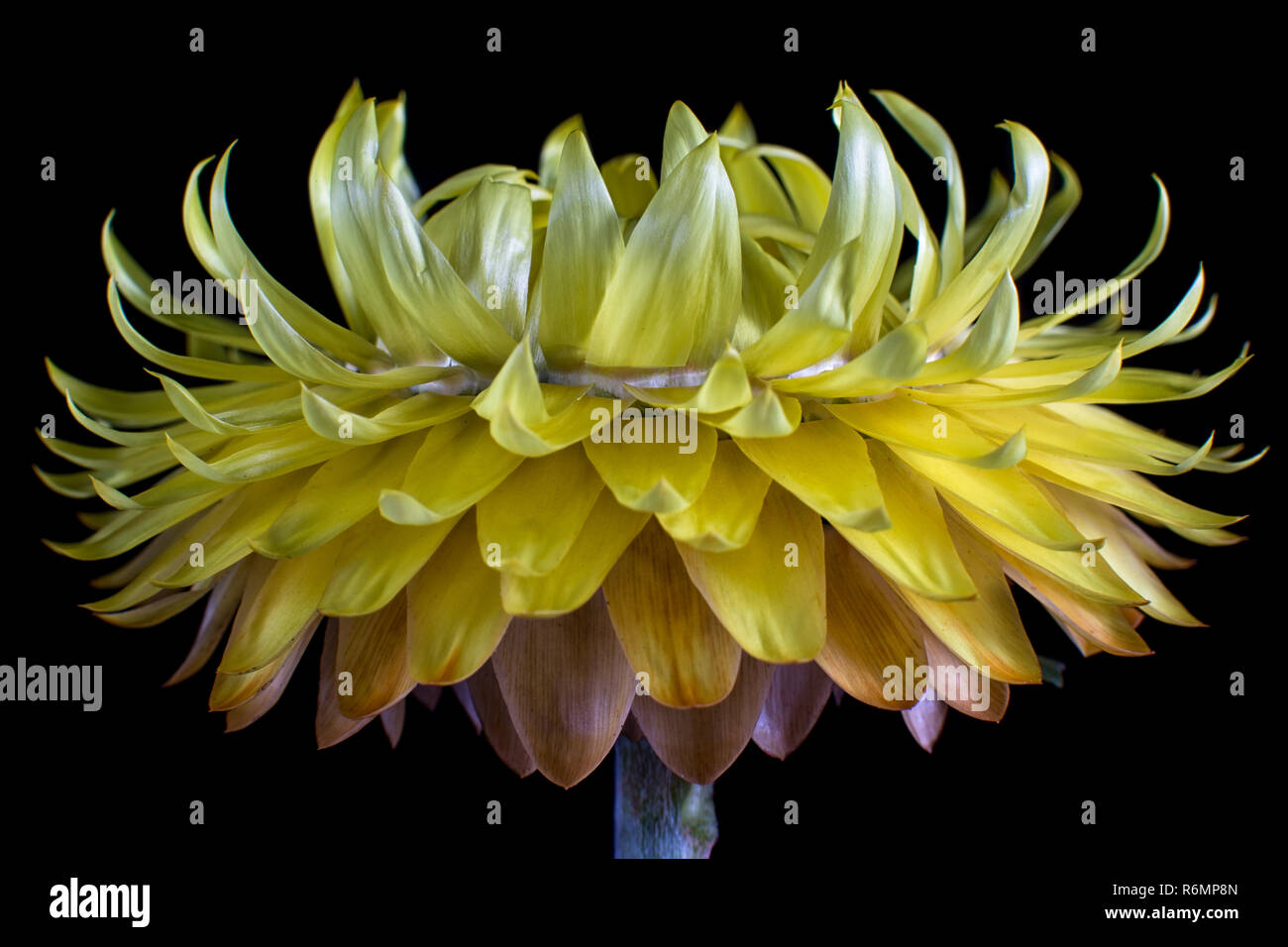 yellow aster flower macro details Stock Photo - Alamy