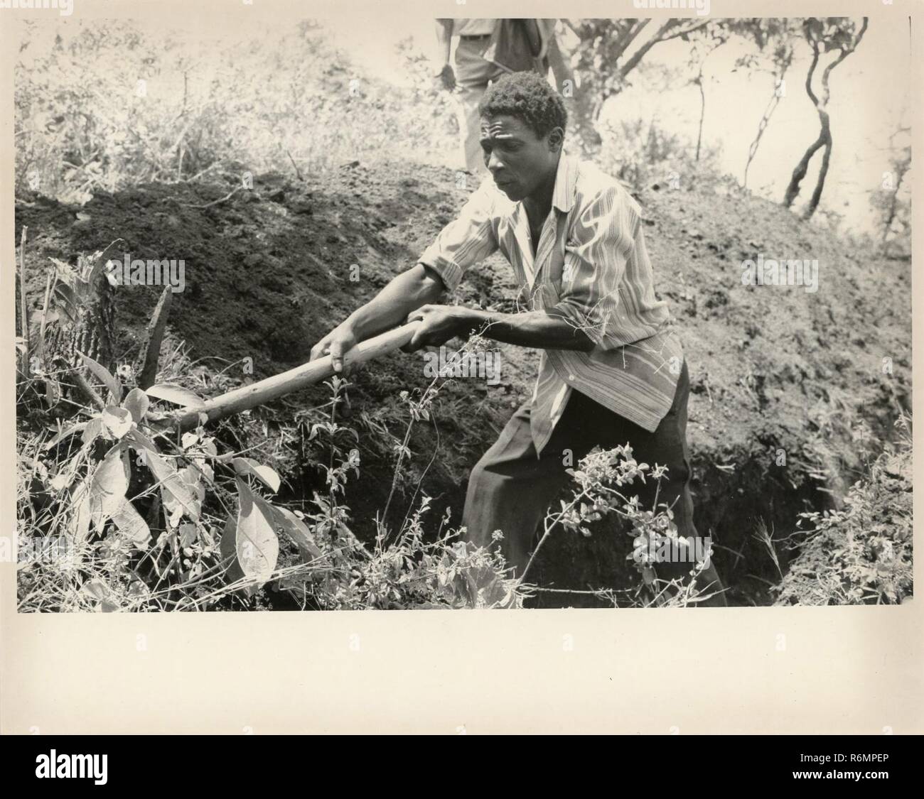 A man harvesting - using a pickaxe Stock Photo - Alamy