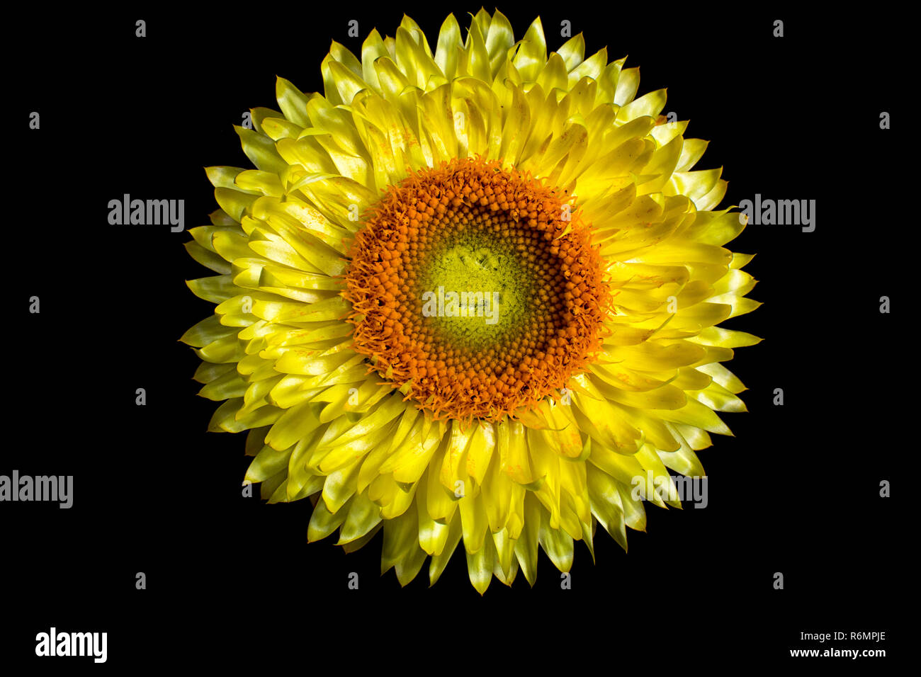 Yellow flower details hi-res stock photography and images - Alamy