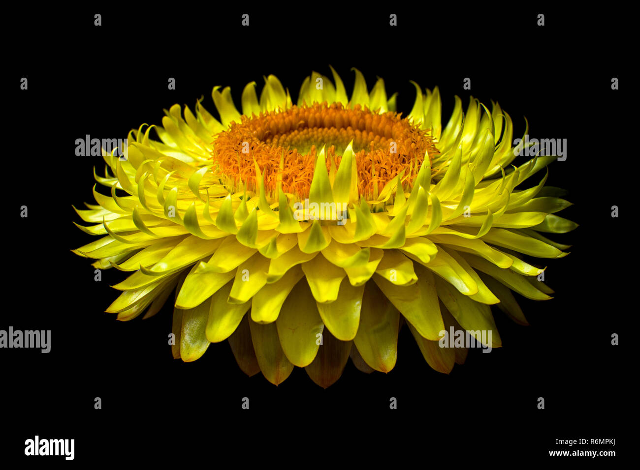 Yellow aster hi-res stock photography and images - Alamy