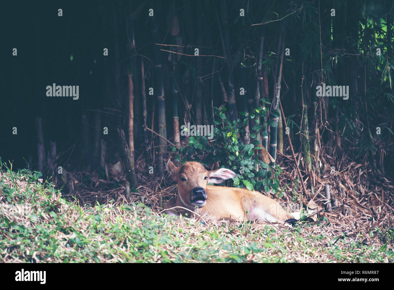 Thai water buffalo, vintage filter image Stock Photo - Alamy