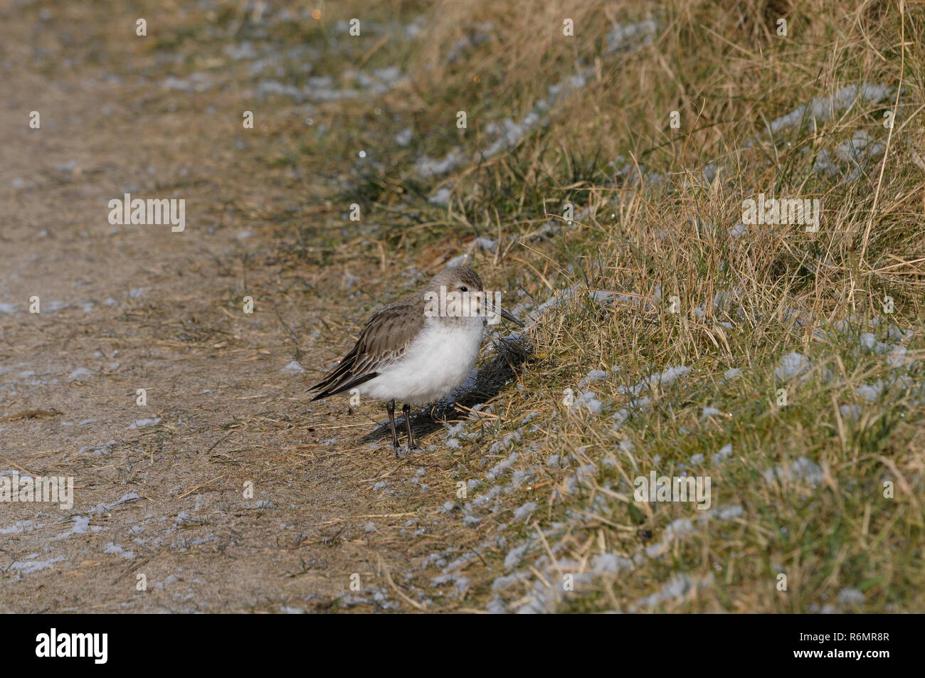 Snipes island hi-res stock photography and images - Alamy