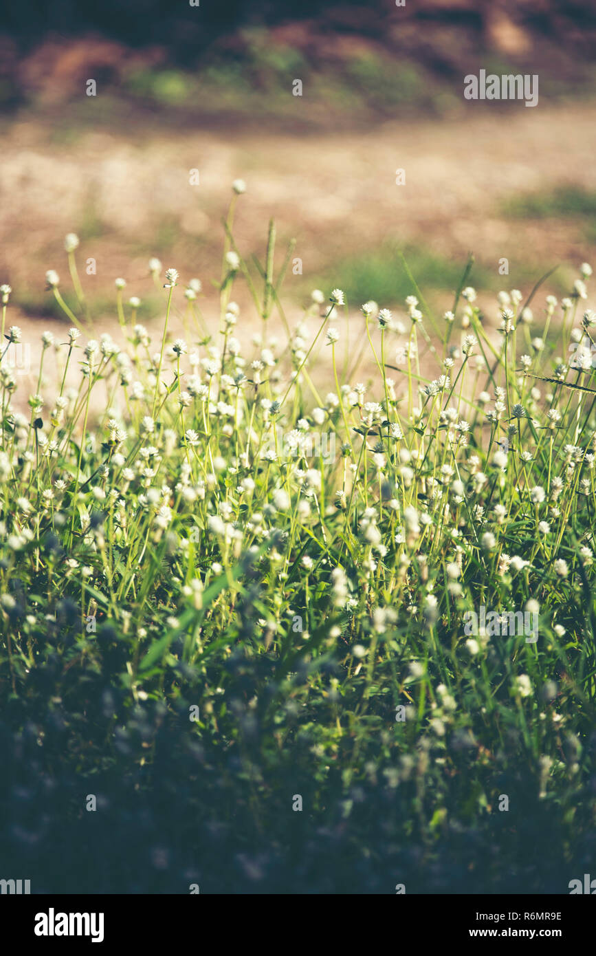 Beautiful small grass flowers in natural grassland Stock Photo - Alamy