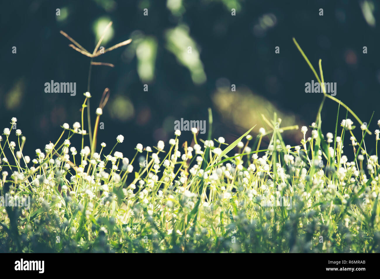 Beautiful small grass flowers in natural grassland Stock Photo - Alamy
