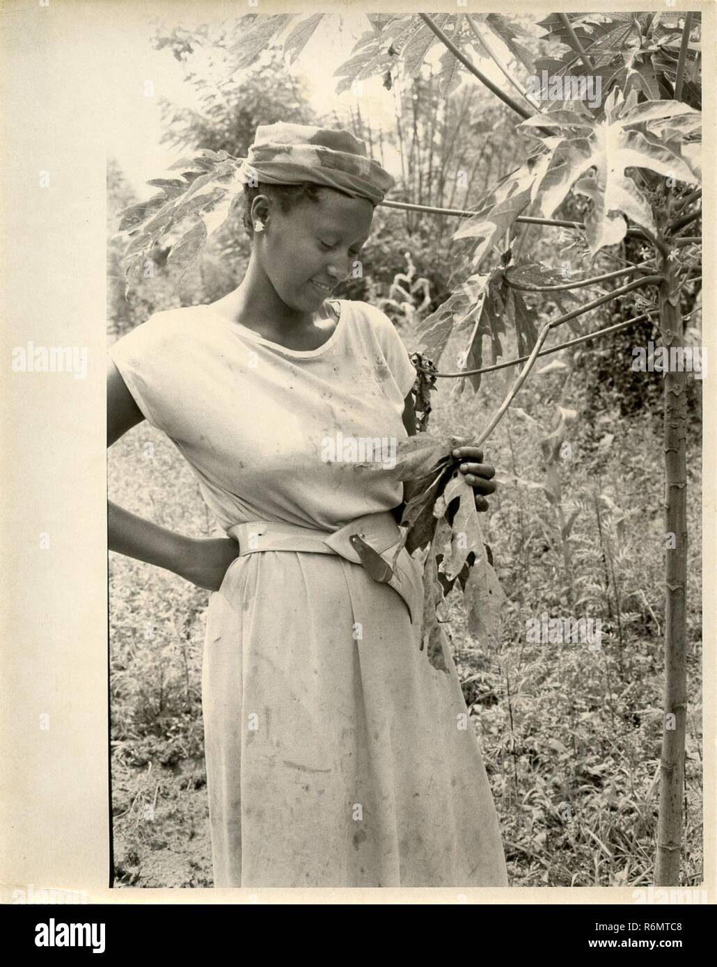 SENEGAL - Woman observing leaves on trees Stock Photo - Alamy