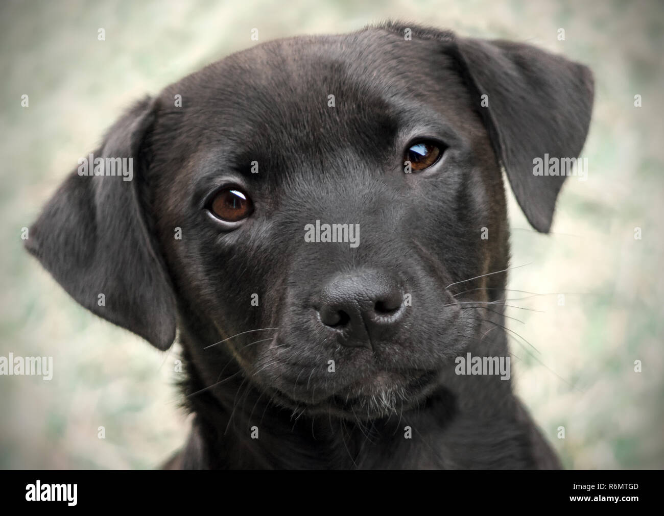 A black, mixed breed puppy poses for a picture, Jan. 1, 2015, in Coden ...