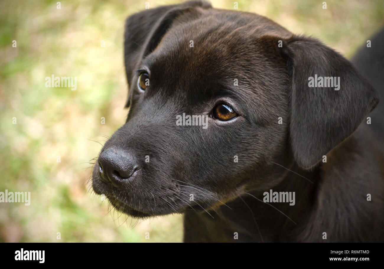 Terrier Black Lab Mix