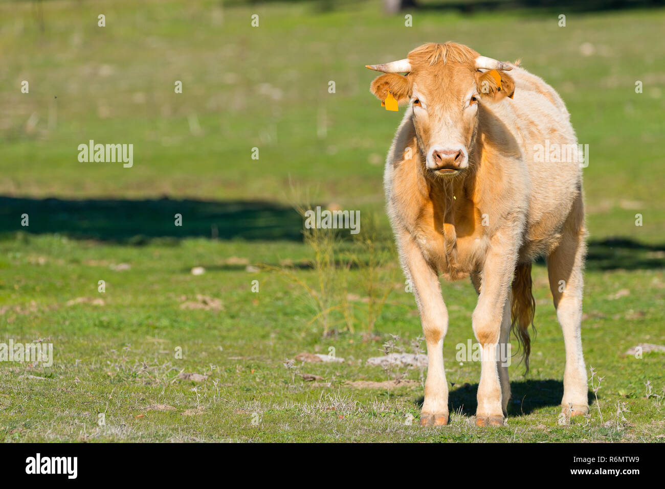 Nice cow looking camera hi-res stock photography and images - Alamy
