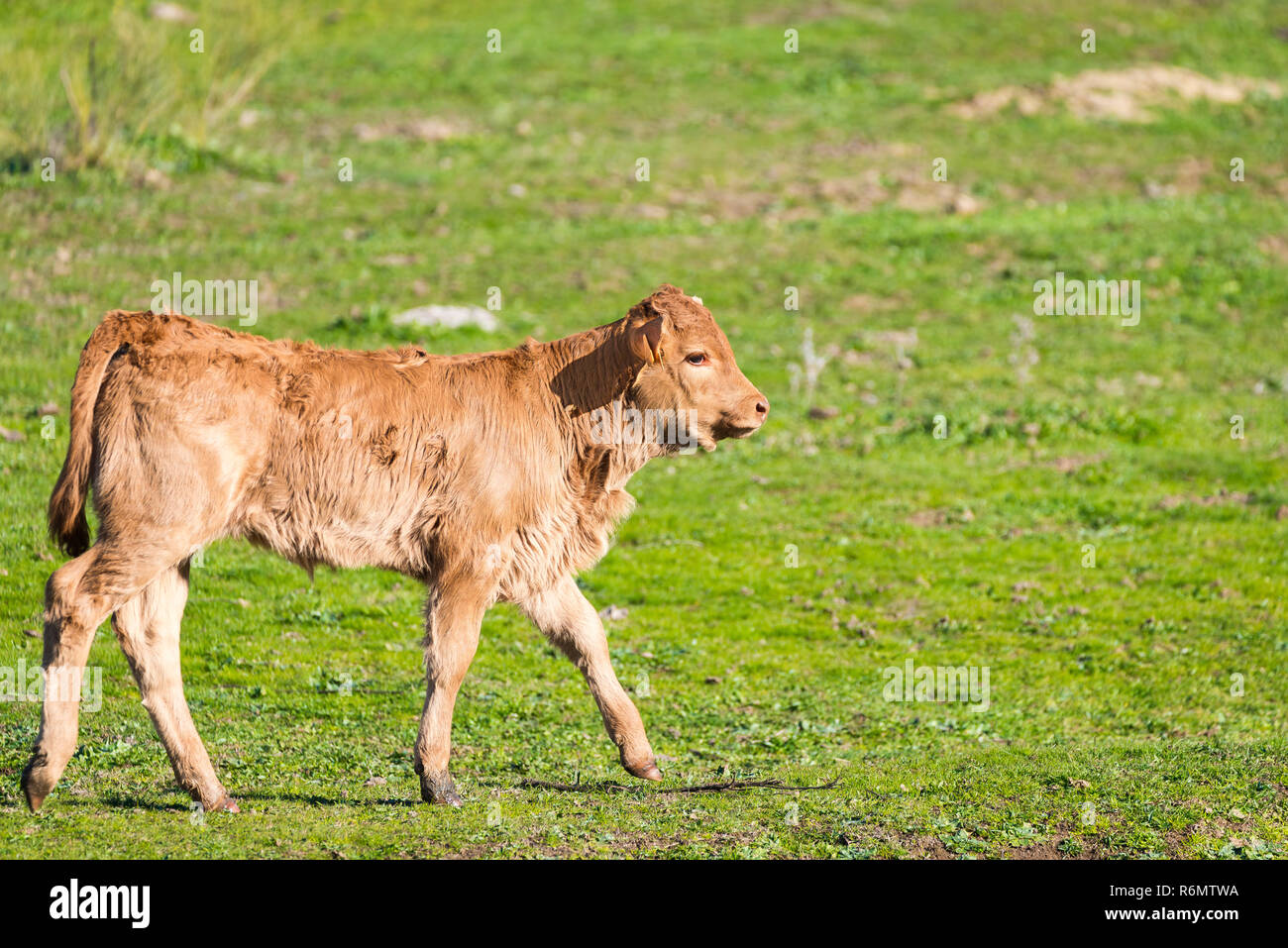 Skipping calf hi-res stock photography and images - Alamy