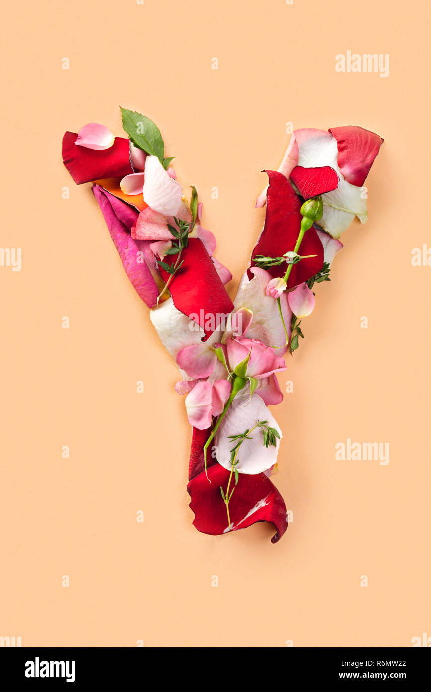 Letter Y made from red roses and petals isolated on a white background ...