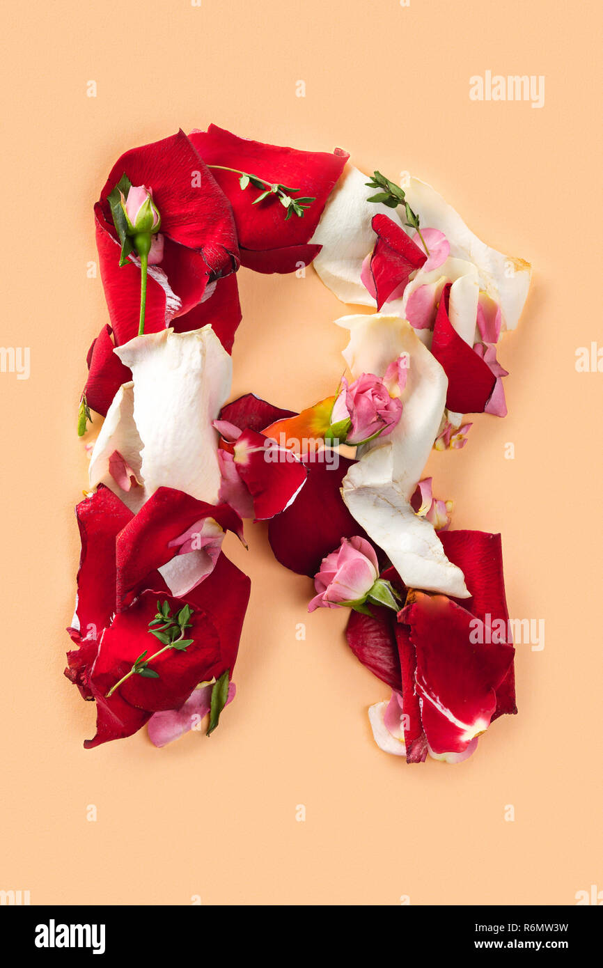 Letter R made from red roses and petals isolated on a white background ...