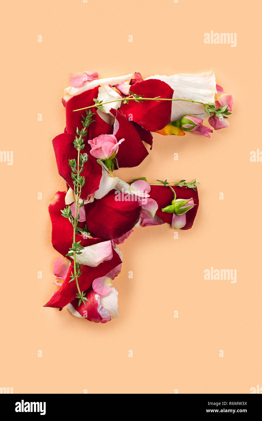 Letter F made from red roses and petals isolated on a white background ...