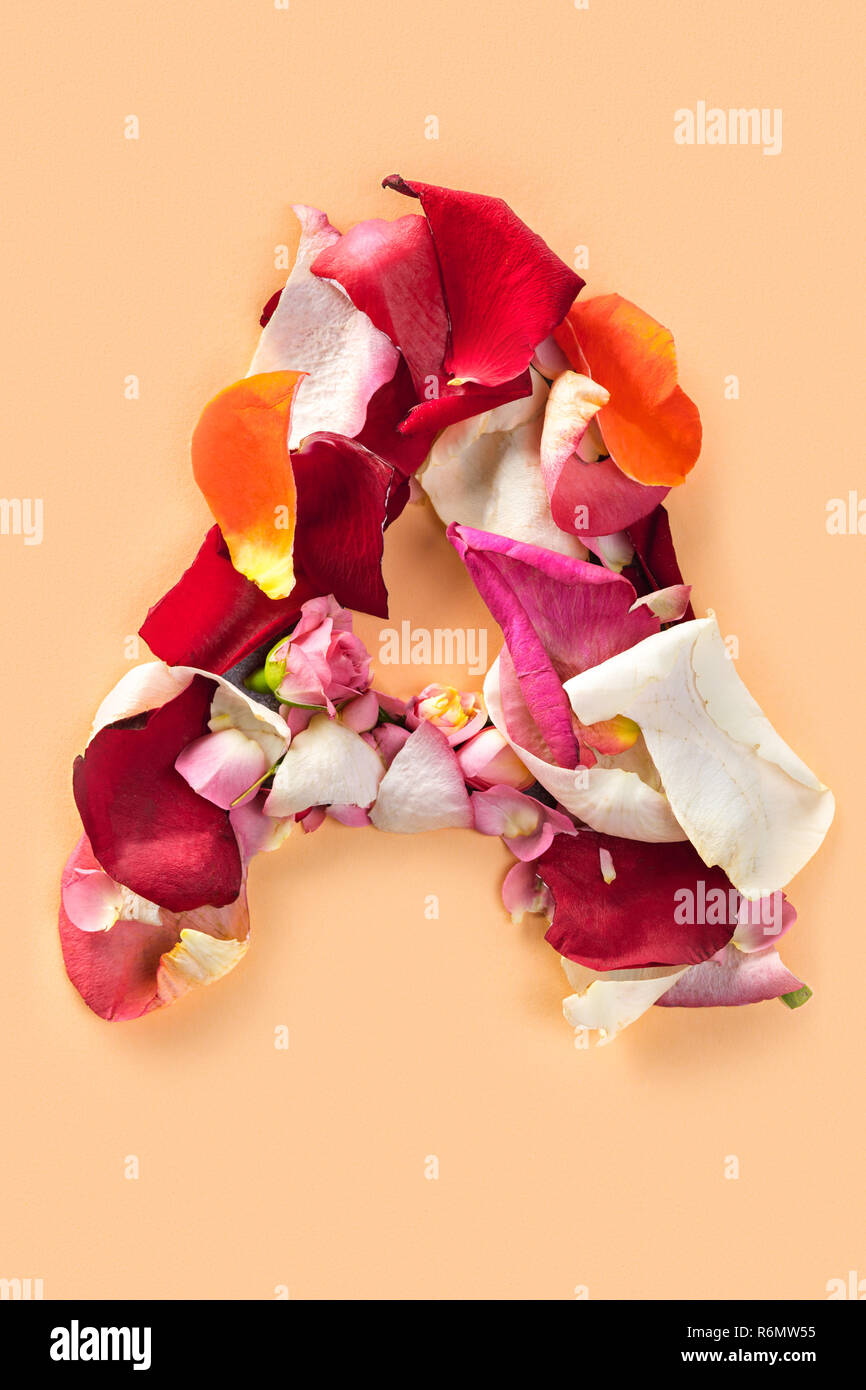 Letter A made from red roses and petals isolated on a white background ...