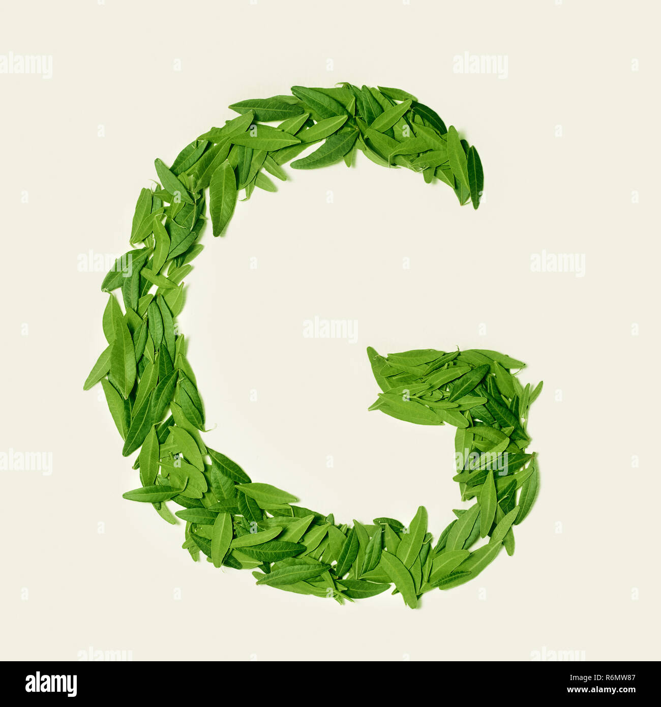 The green dry tea leaf, letter G on white background, top view Stock ...