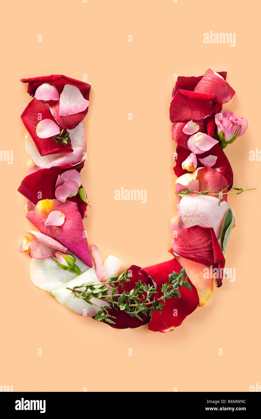 Letter U made from red roses and petals isolated on a white background ...