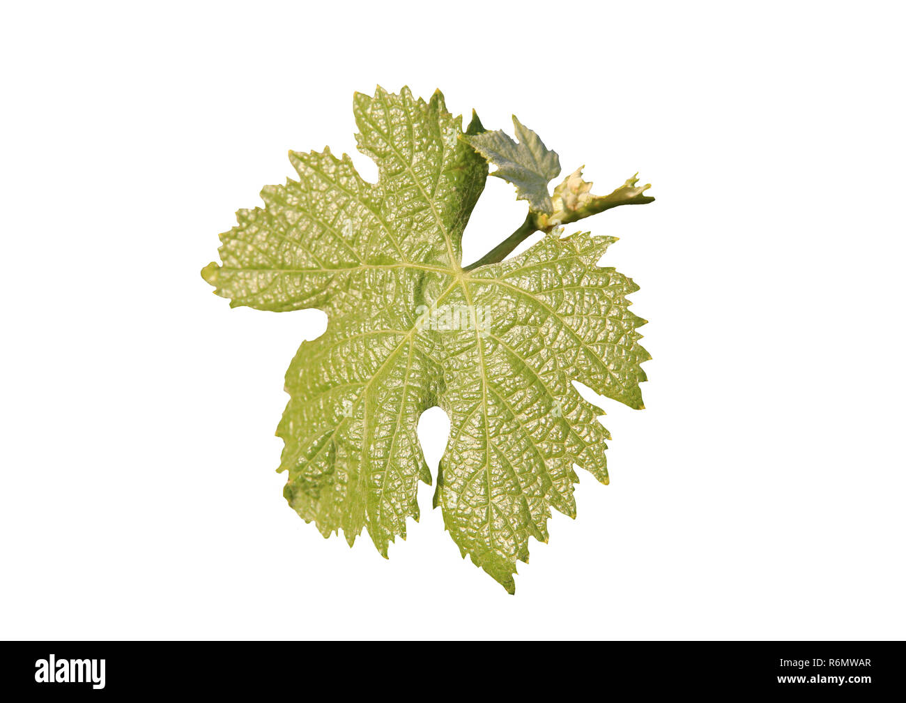 Leaf of grapes Stock Photo - Alamy