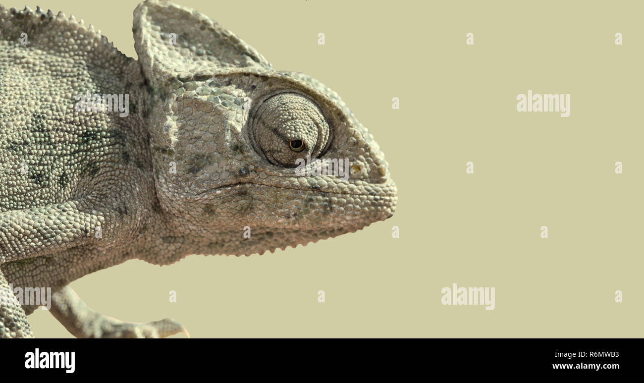 Chameleon portrait in profile Stock Photo - Alamy