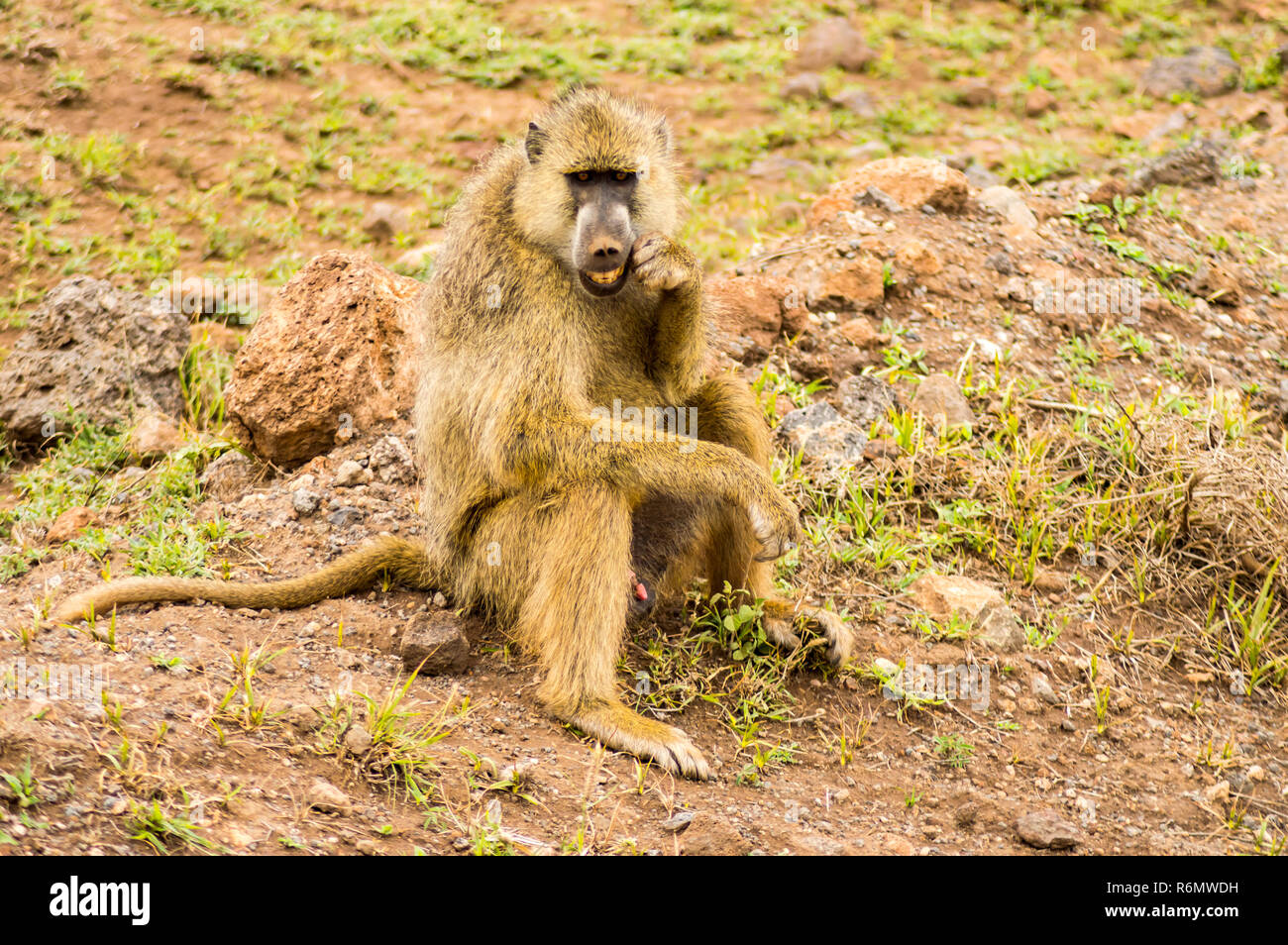 Monkey cleaning teeth hi-res stock photography and images - Alamy