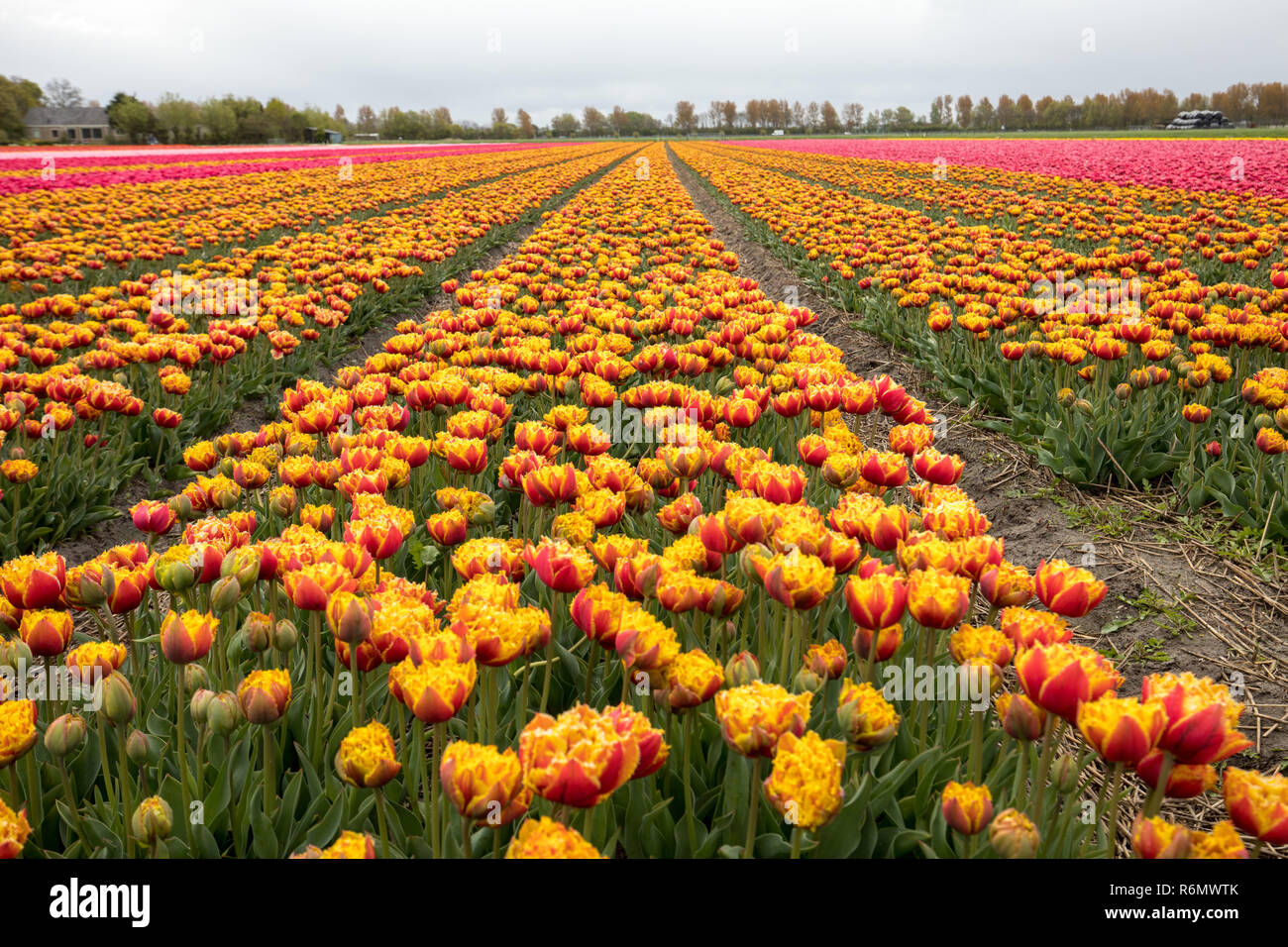 Tulip fields in the Bollenstreek, South Holland, Netherlands Stock ...