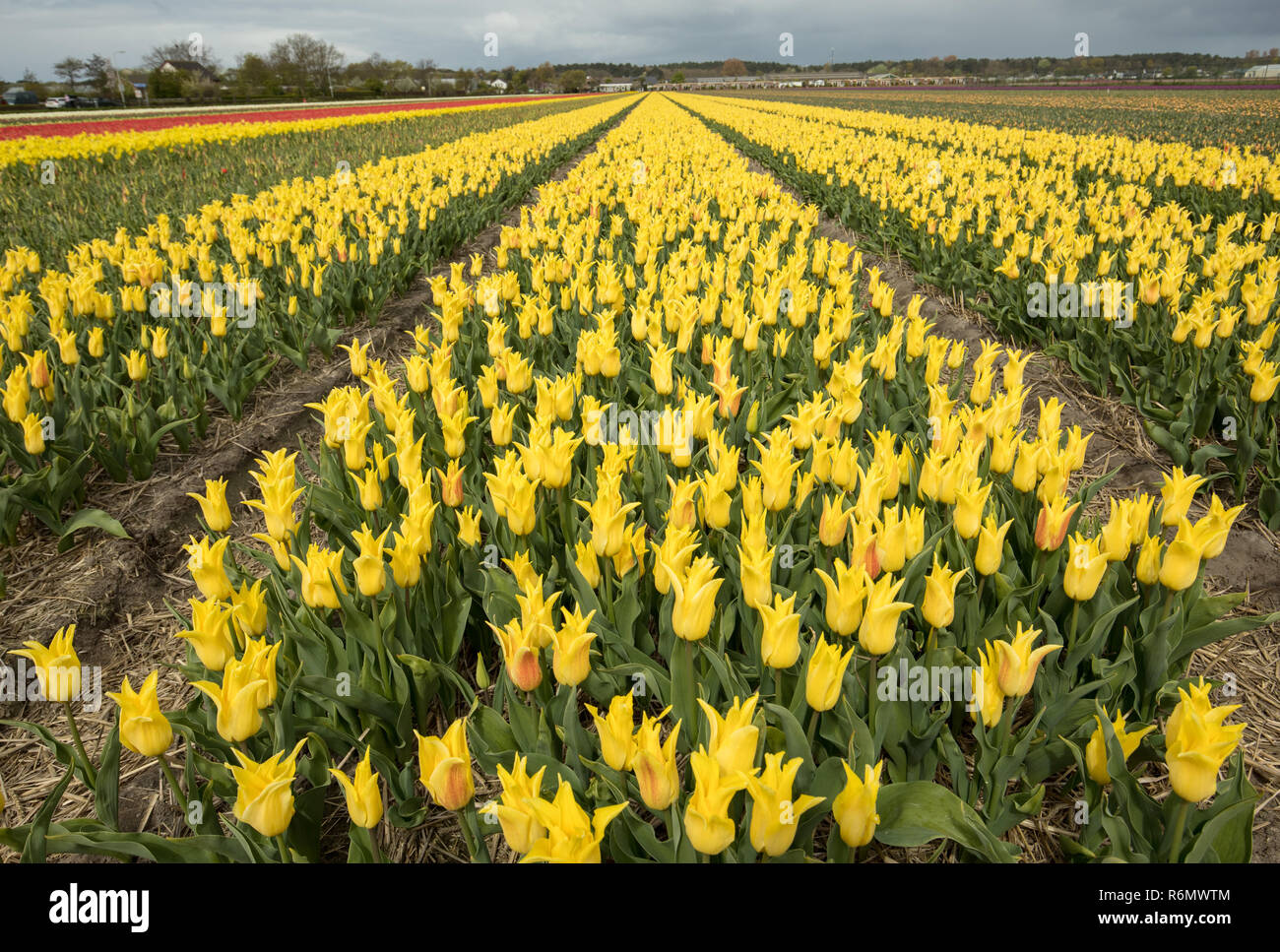 Tulip fields in the Bollenstreek, South Holland, Netherlands Stock ...