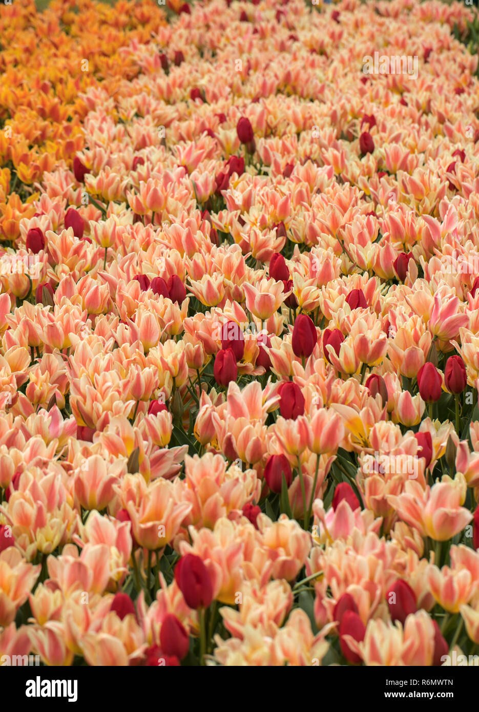 Tulip fields in the Bollenstreek, South Holland, Netherlands Stock ...