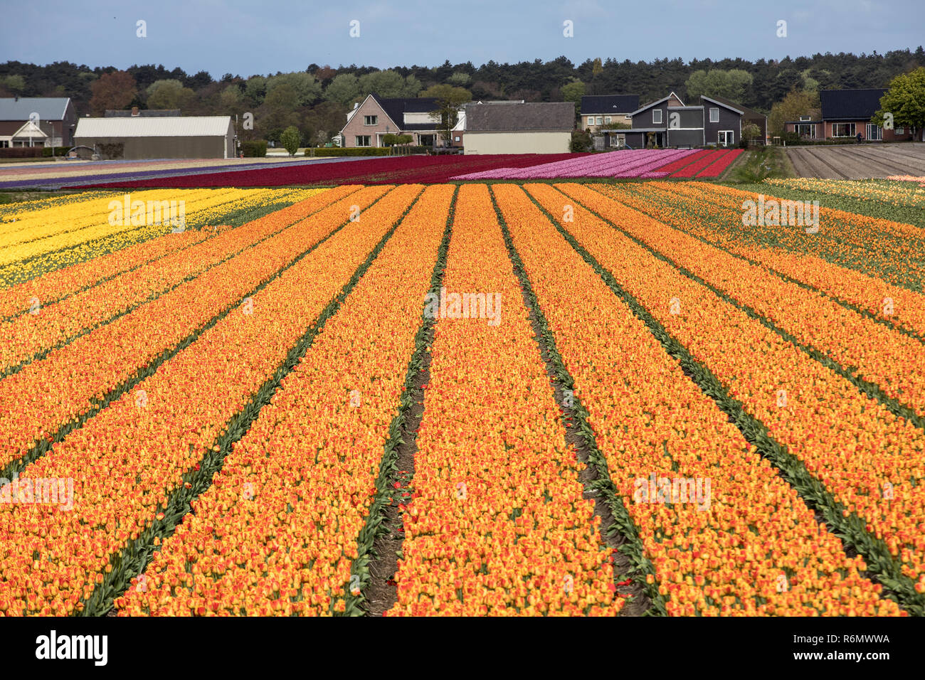 Tulip fields in the Bollenstreek, South Holland, Netherlands Stock ...