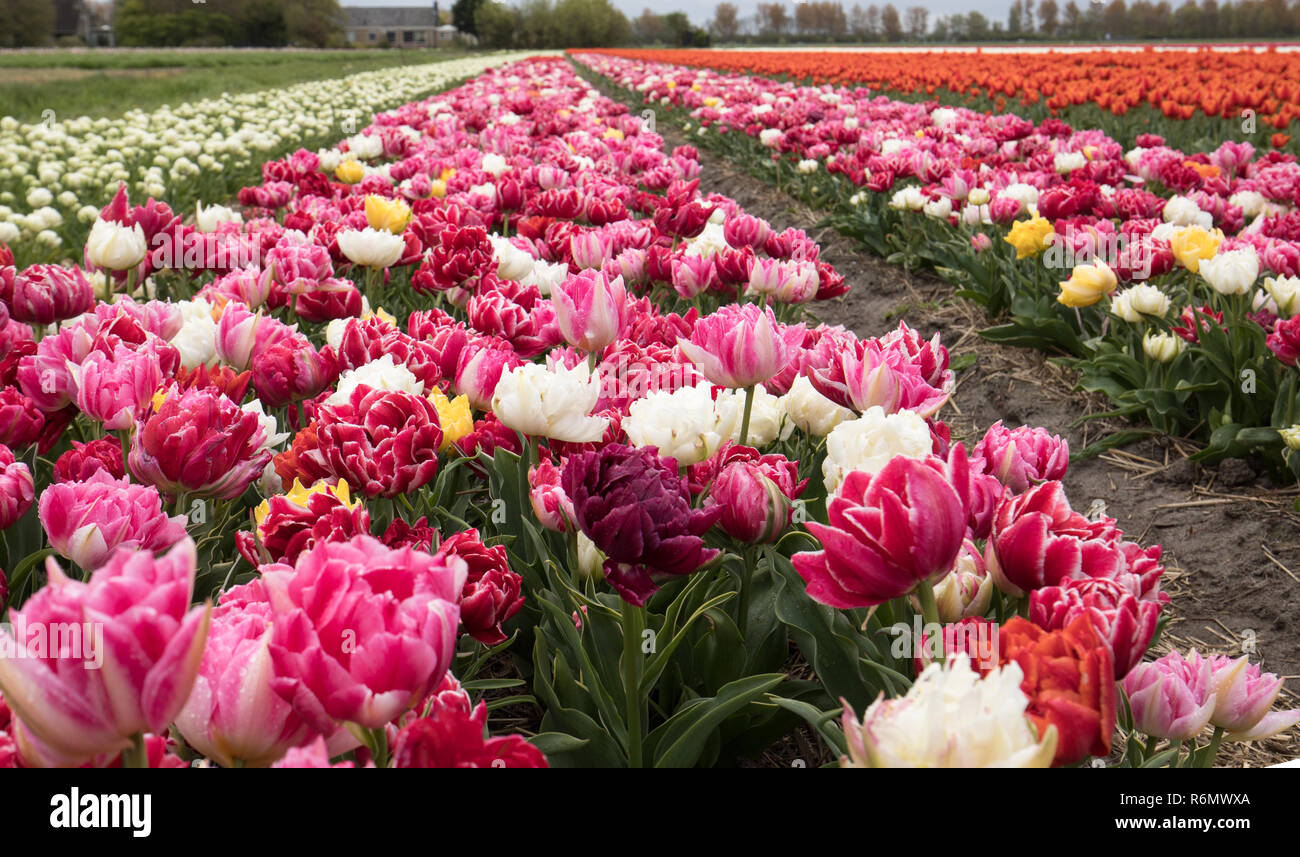 Tulip fields of the Bollenstreek, South Holland, Netherlands Stock ...