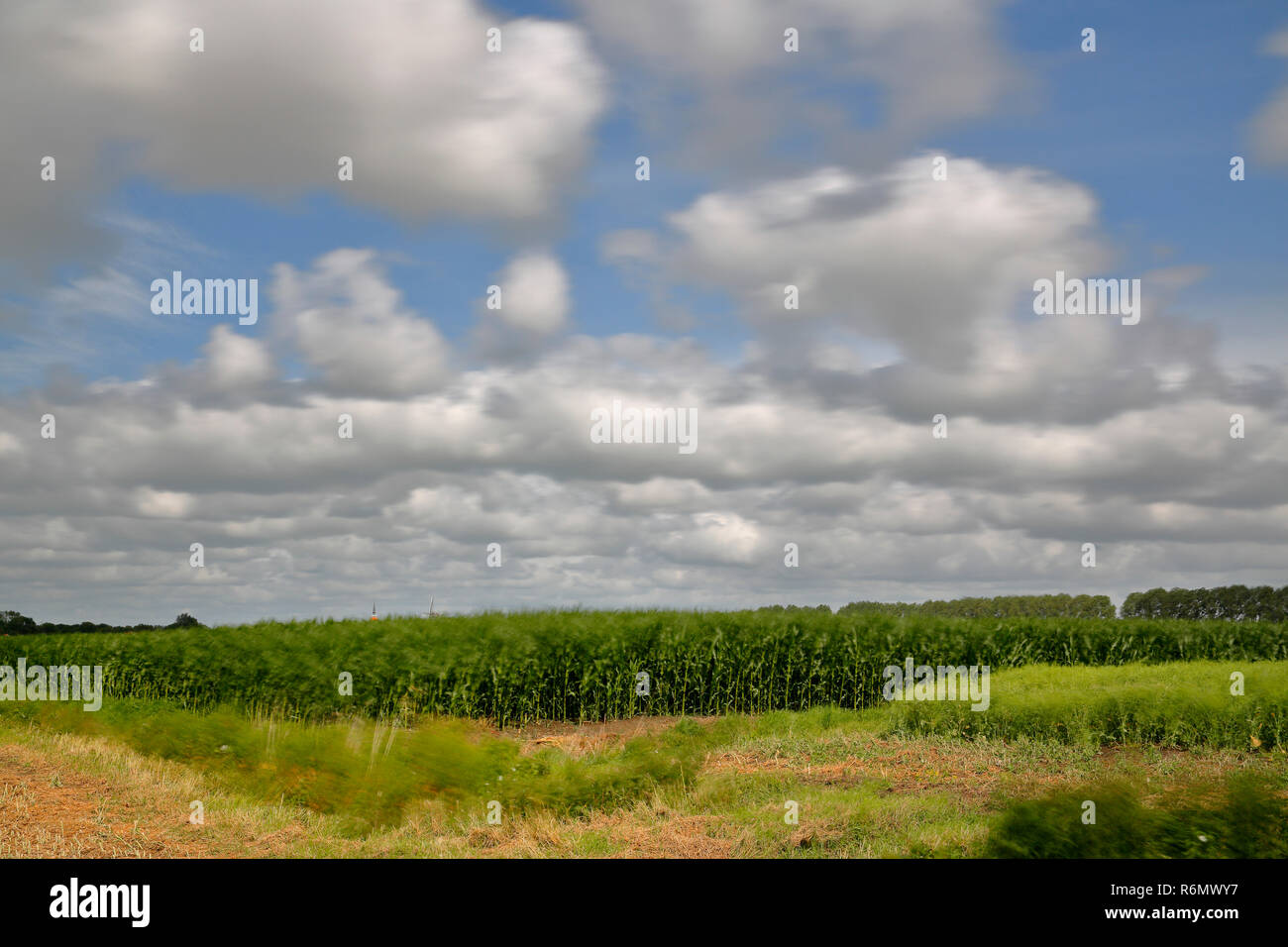 corn field in the storm Stock Photo - Alamy