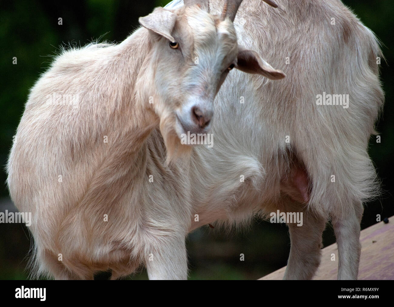 Goat with horns hi-res stock photography and images - Alamy