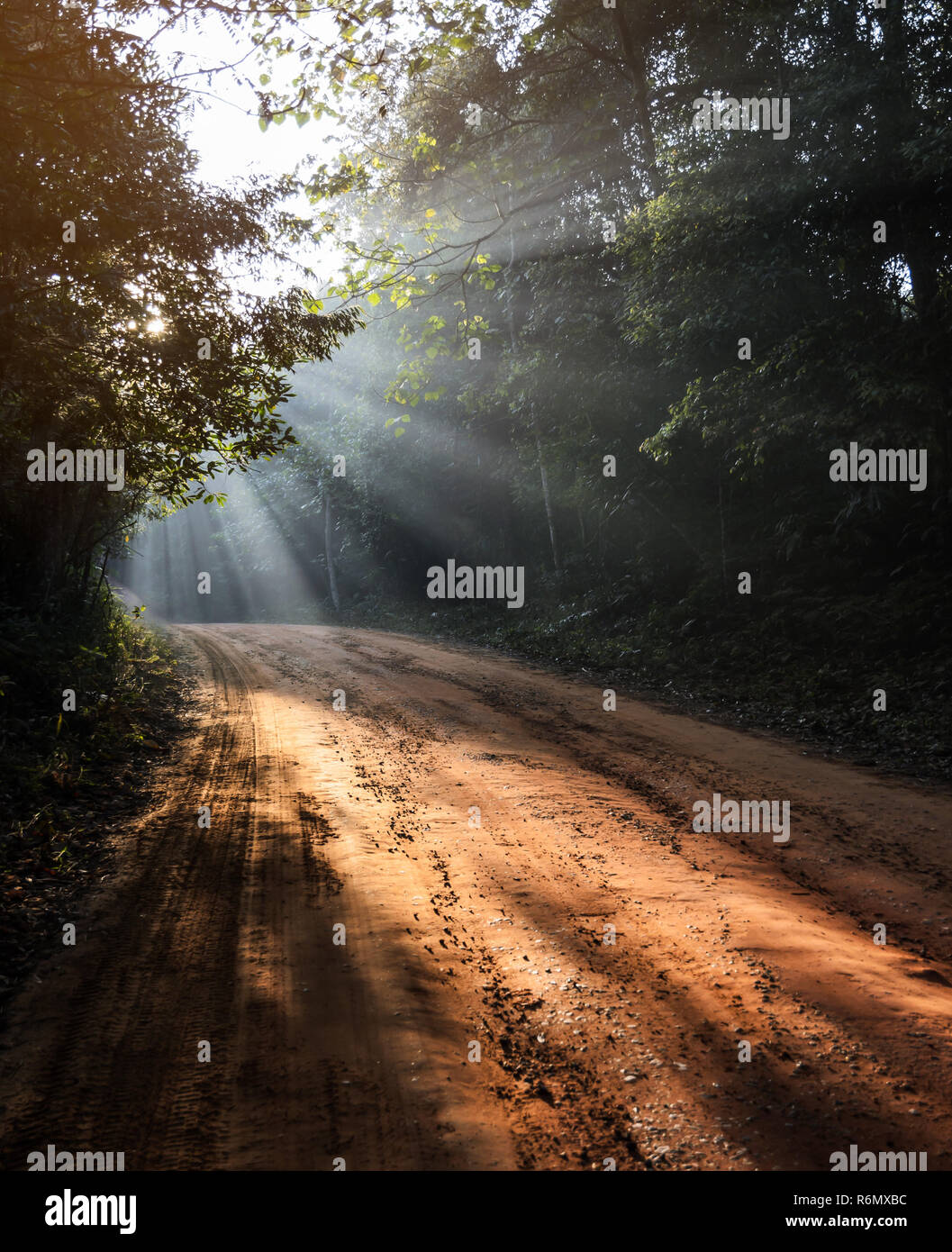 Beautiful morning landscape of dirt track forest with sun rays Stock ...