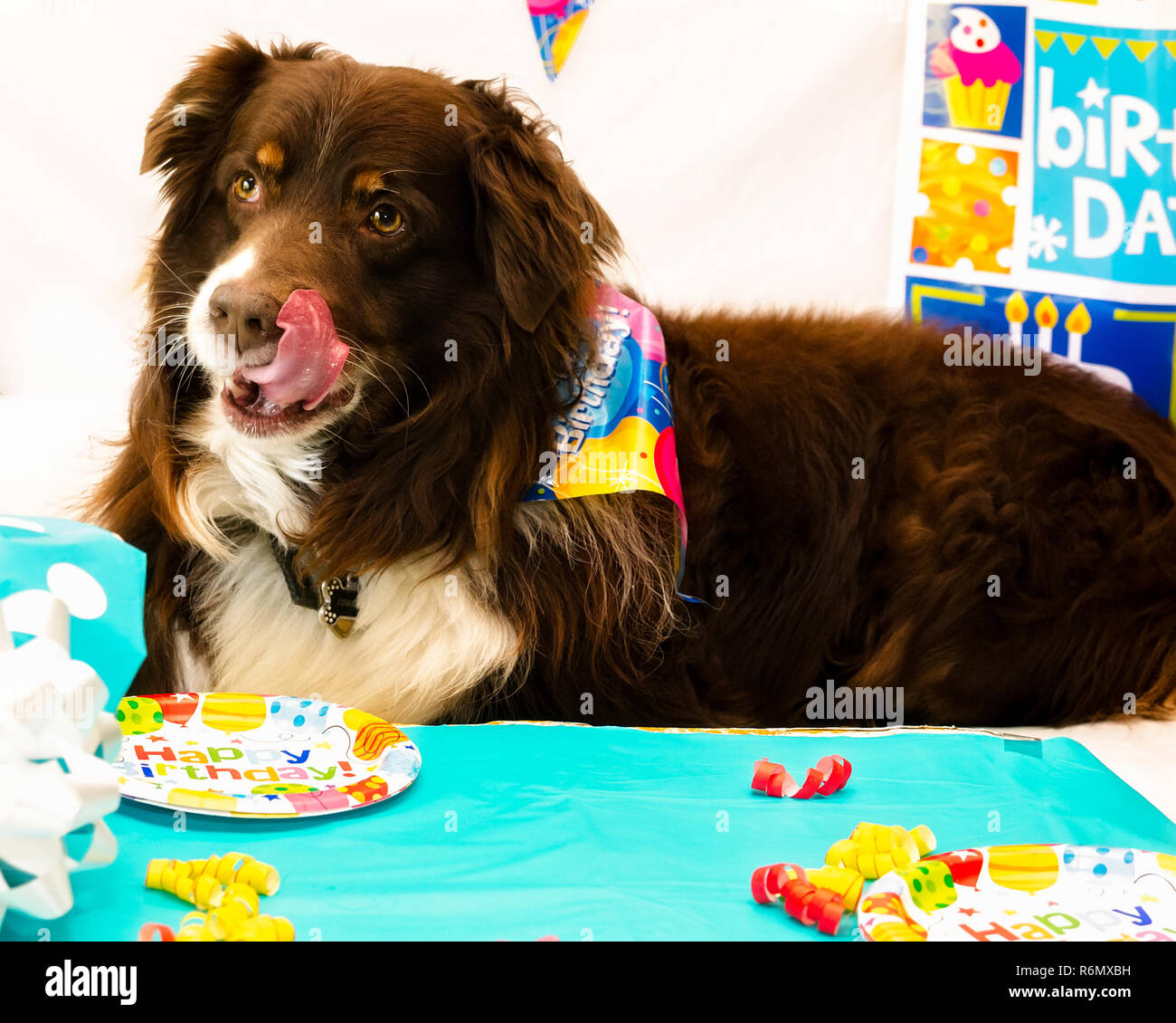 Can A Australian Shepherd Eat Slim Jim