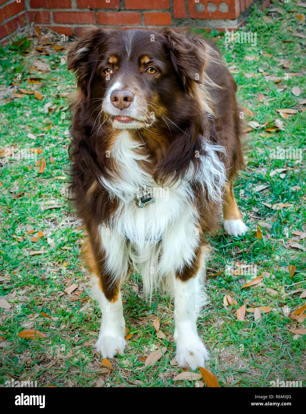 Jacobsons organ dog hi-res stock photography and images - Alamy