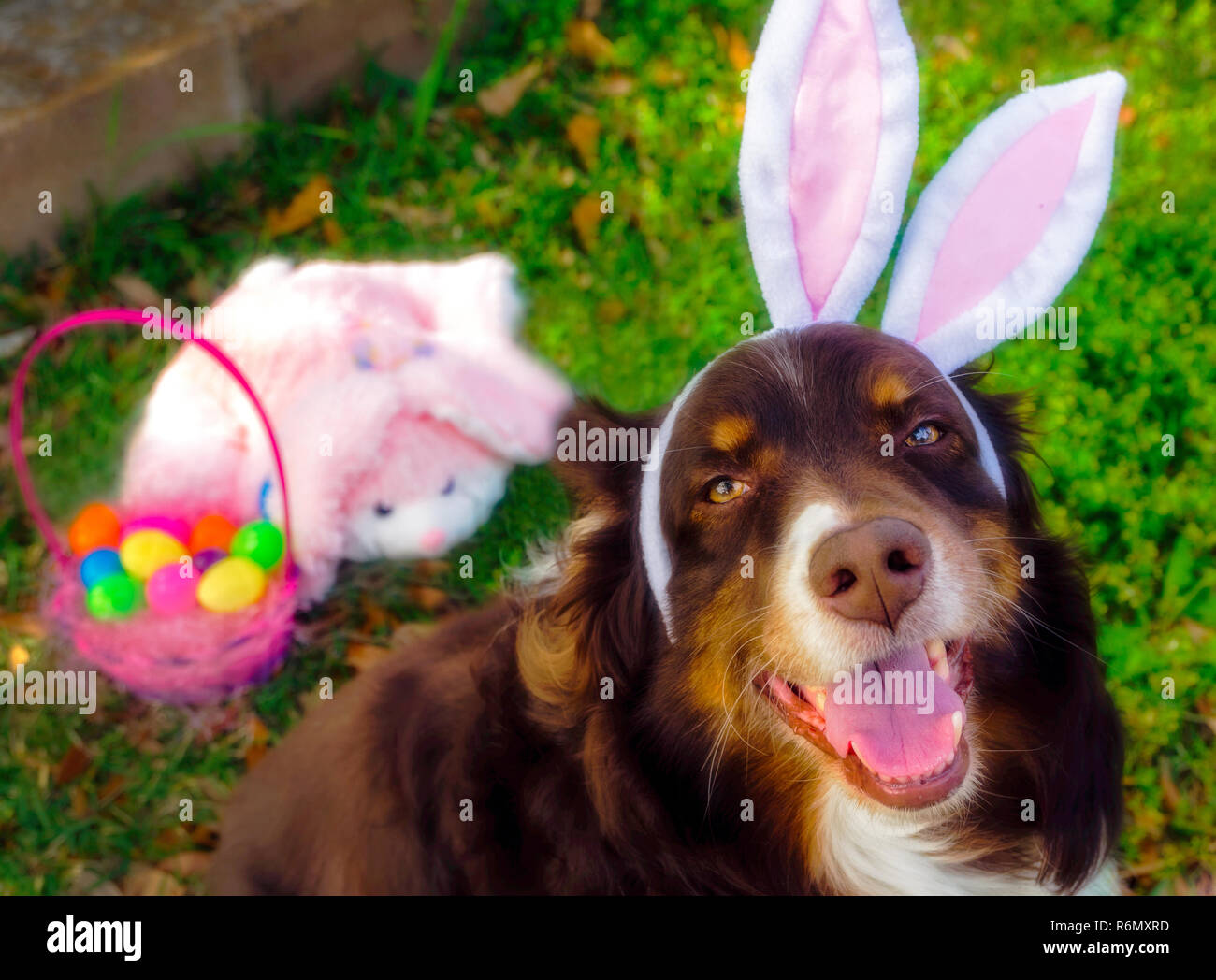 Cowboy, a six-year-old Australian Shepherd, wears bunny ears for an ...