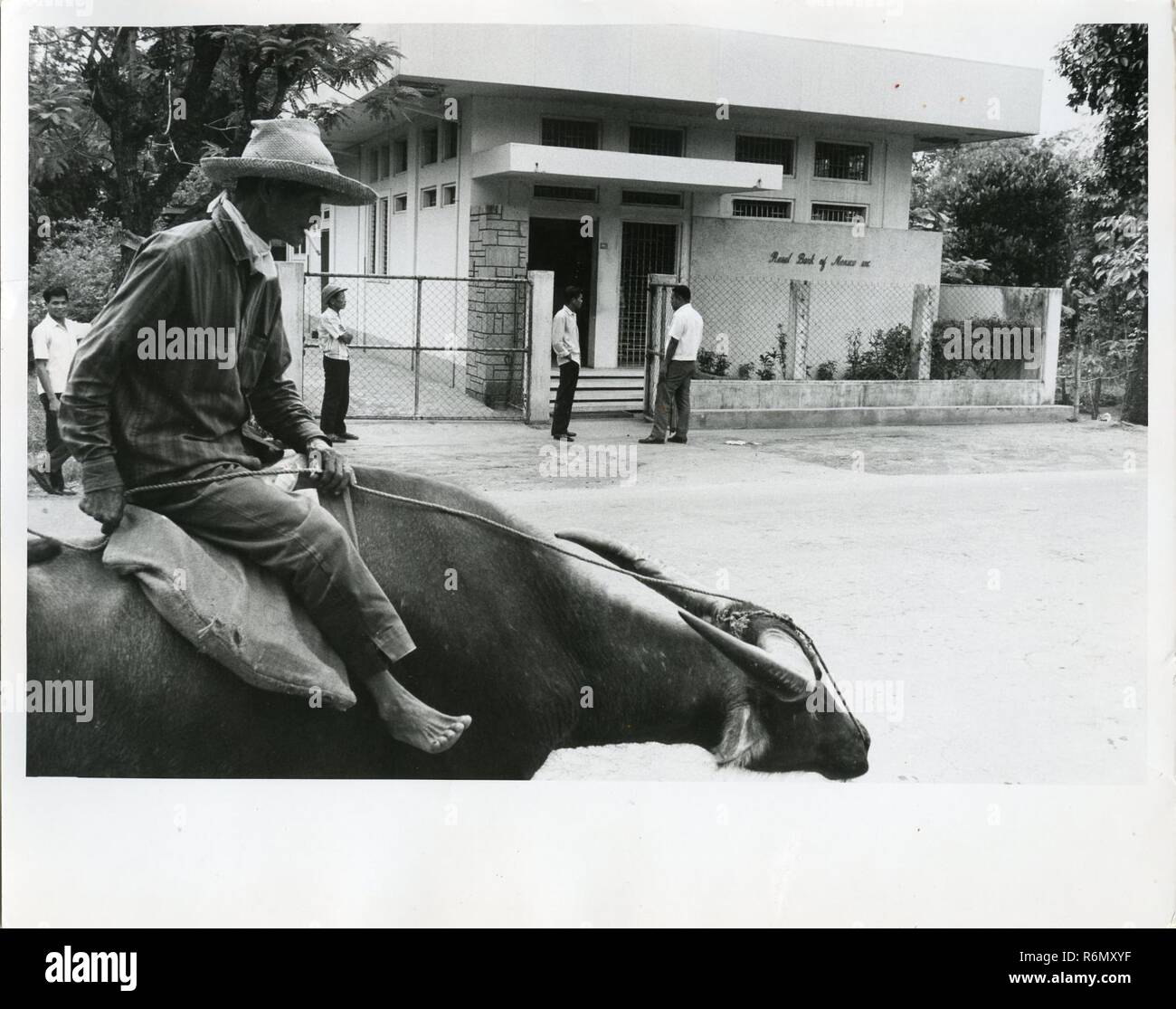 A MAN RIDING A COW DOWN THE STREET WITH FOUR OTHER MEN IN THE BACK ...