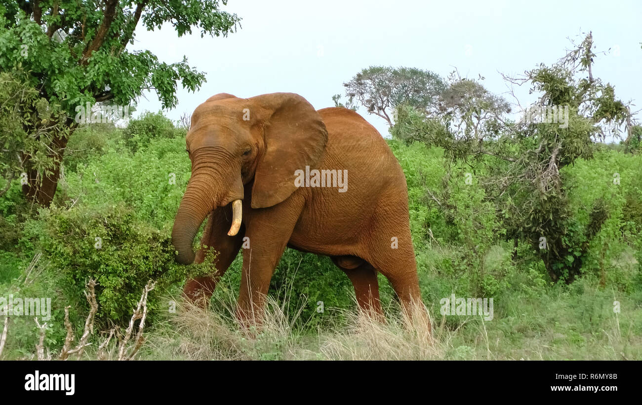 elephants in kenya Stock Photo - Alamy