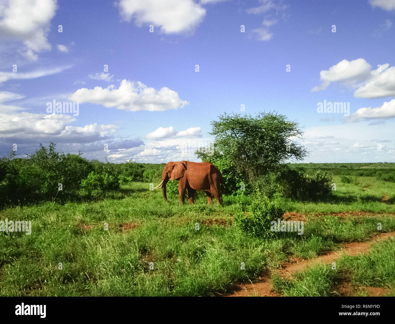 elephants in kenya Stock Photo - Alamy