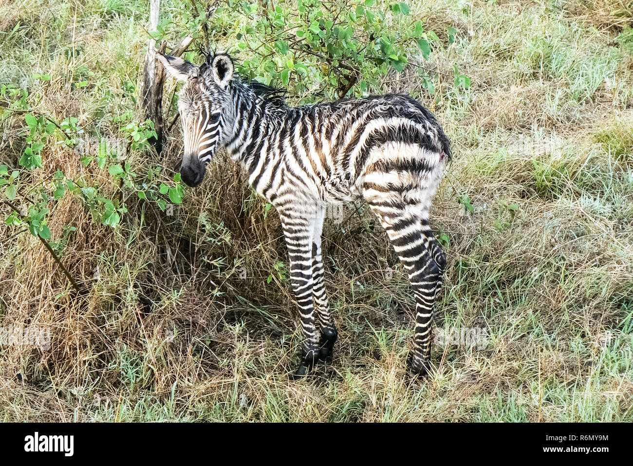 zebra in the savannah safari in kenya Stock Photo - Alamy